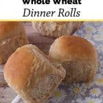 Whole Wheat Dinner Rolls - Mindee's Cooking Obsession