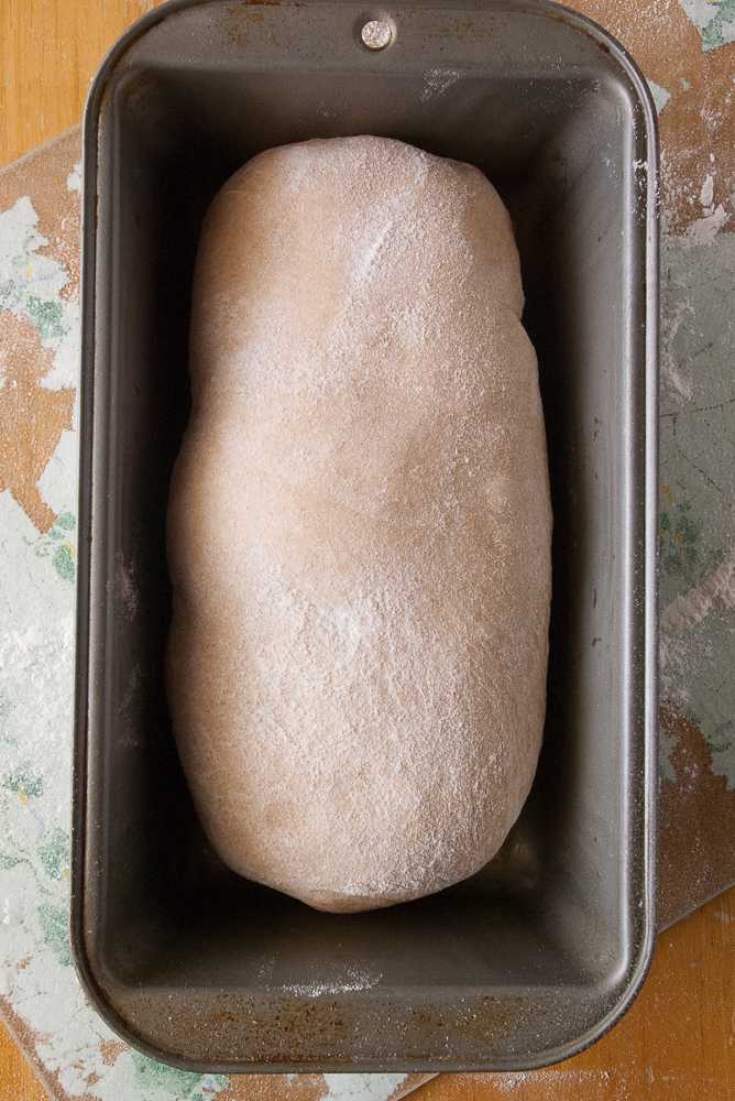 Homemade Whole Wheat Bread - Mindee's Cooking Obsession